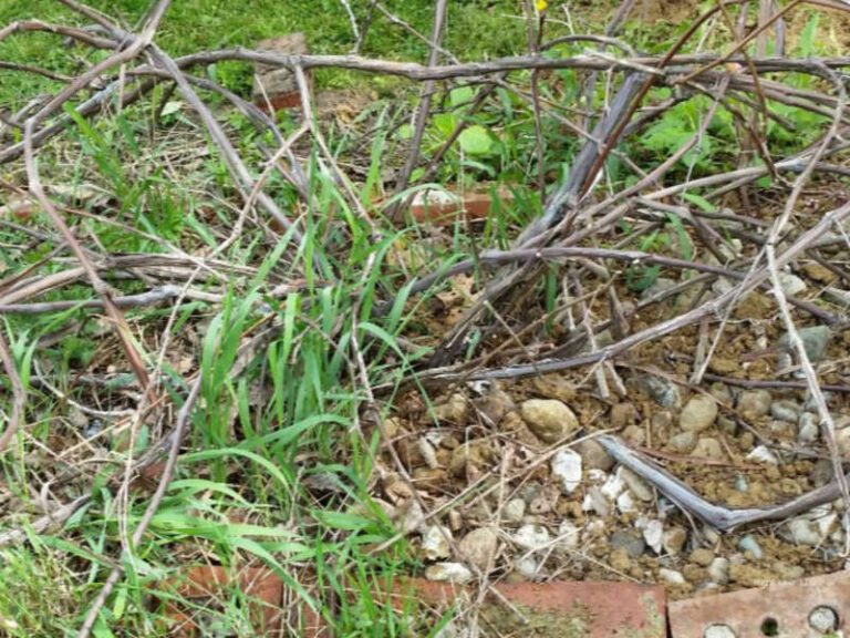 How to Build a Grape Trellis - Eat Travel Life