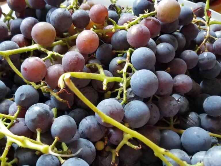 Homemade | Can Grape Juice | CANNING RECIPES