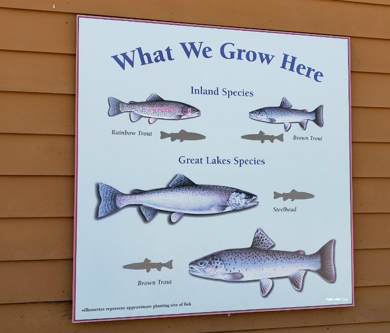 take a tour of Oden Michigan's Fishing Hatchery - Eat Travel Life