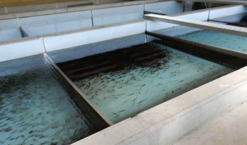 take a tour of Oden Michigan's Fishing Hatchery - Eat Travel Life