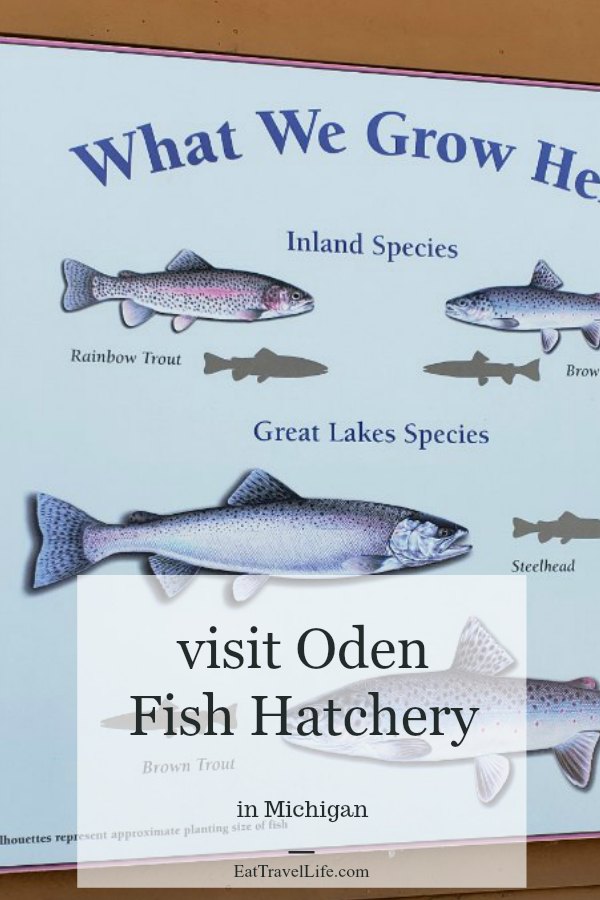 take a tour of Oden Michigan's Fishing Hatchery - Eat Travel Life