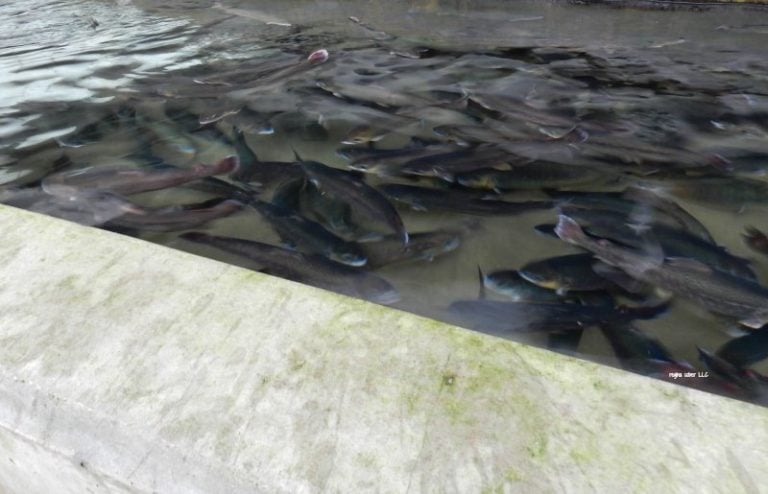 take a tour of Oden Michigan's Fishing Hatchery - Eat Travel Life