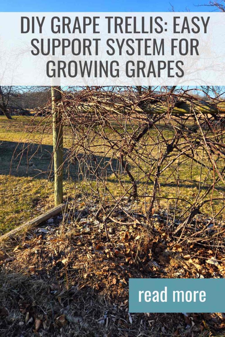 How to Build a Strong Grape Trellis for Heavy Grapevines