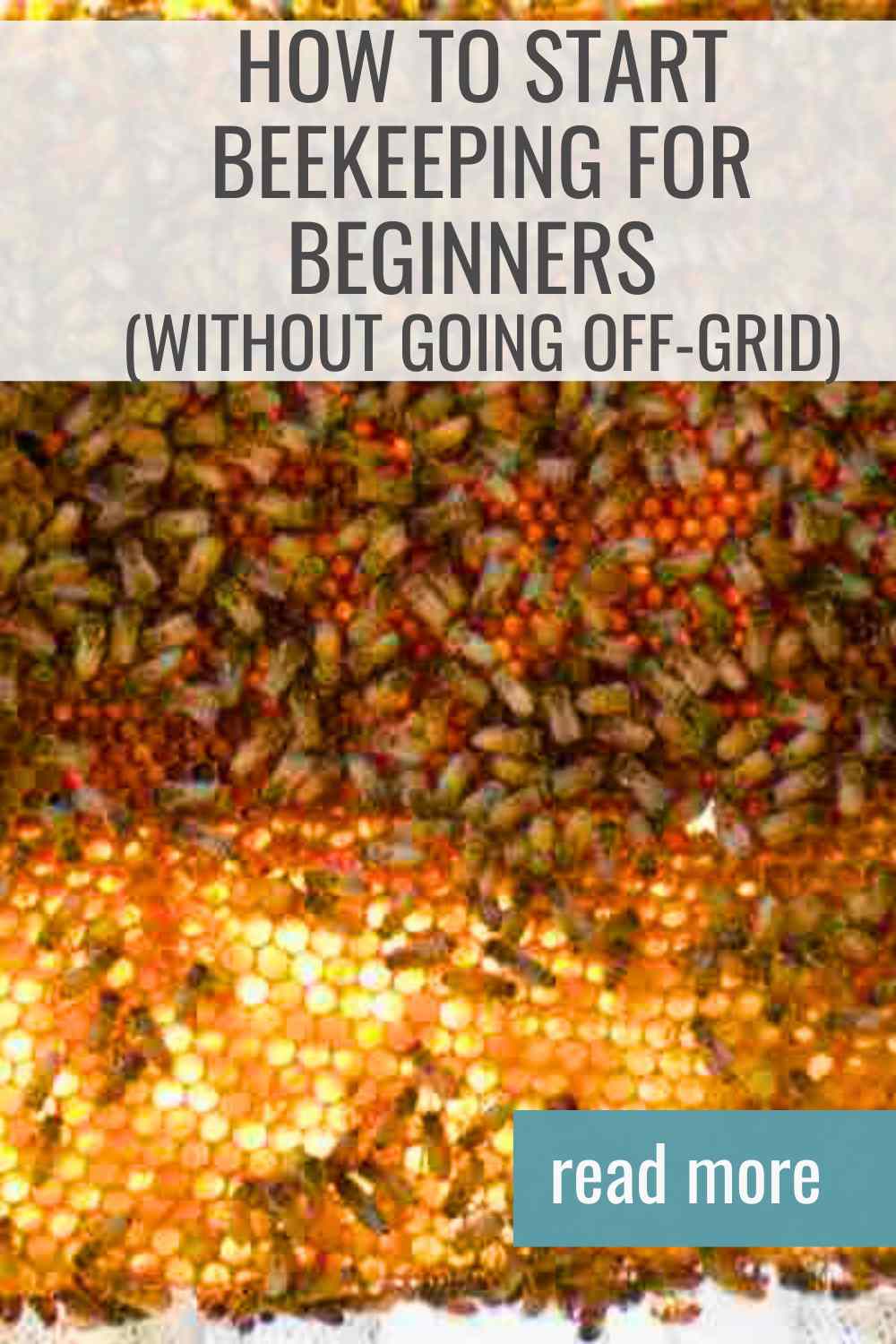 Beginner’s Guide to Start Beekeeping (Without Going Off-Grid)